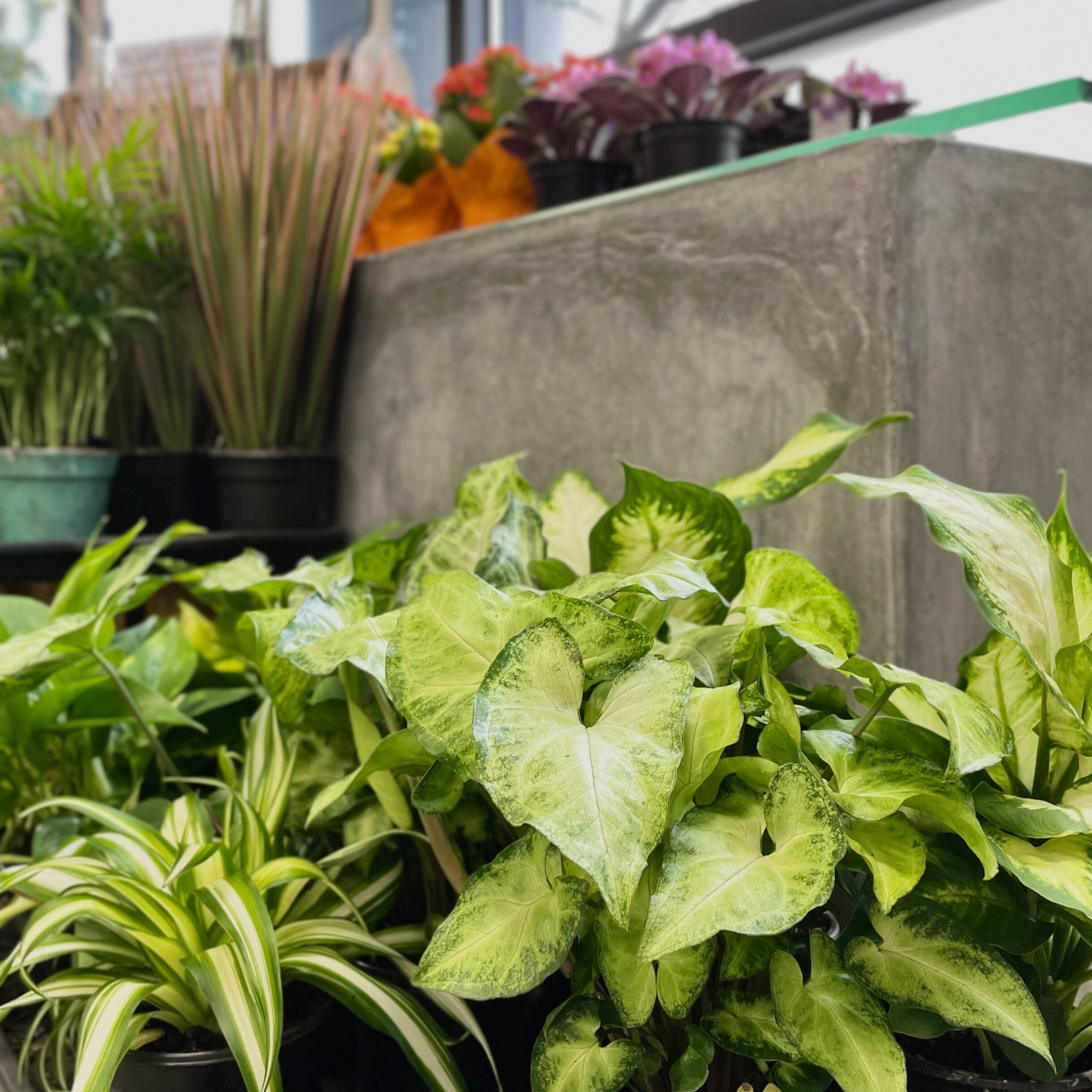 Plants Delivery Chantilly | Twinbrook Floral Design