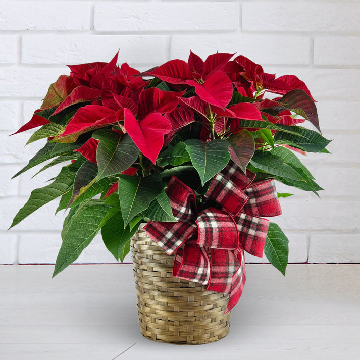 Christmas Hearth Poinsettia – Twinbrook Floral Design